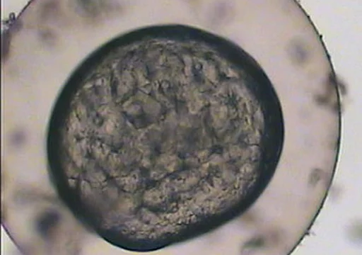 Fish : Hydrotox - Labor für Ökotoxikologie und Gewässerschutz GmbH